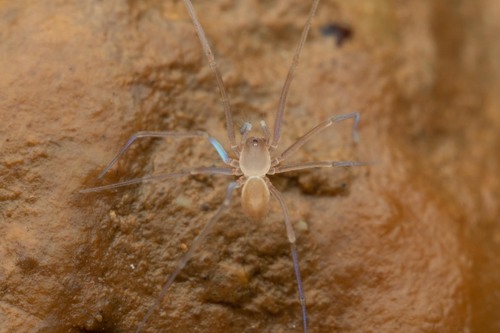 Leptonètes (Leptoneta)