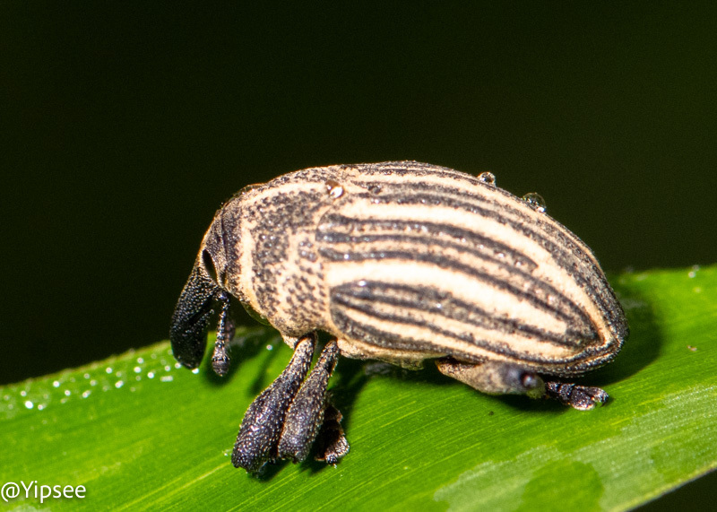 Alcidodes from Wang Bua Baan, 99 Huay Kaew Rd, Tambon Chang Phueak ...