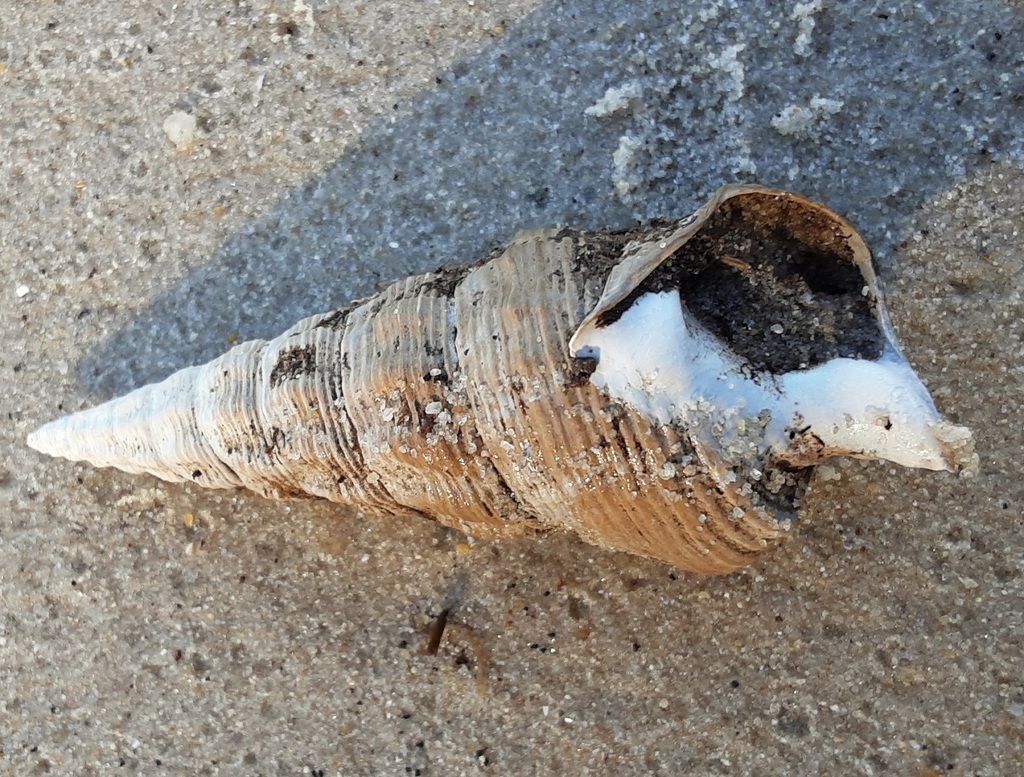 Hercules Club Mud Whelk from Huskisson NSW 2540, Australia on June 23 ...