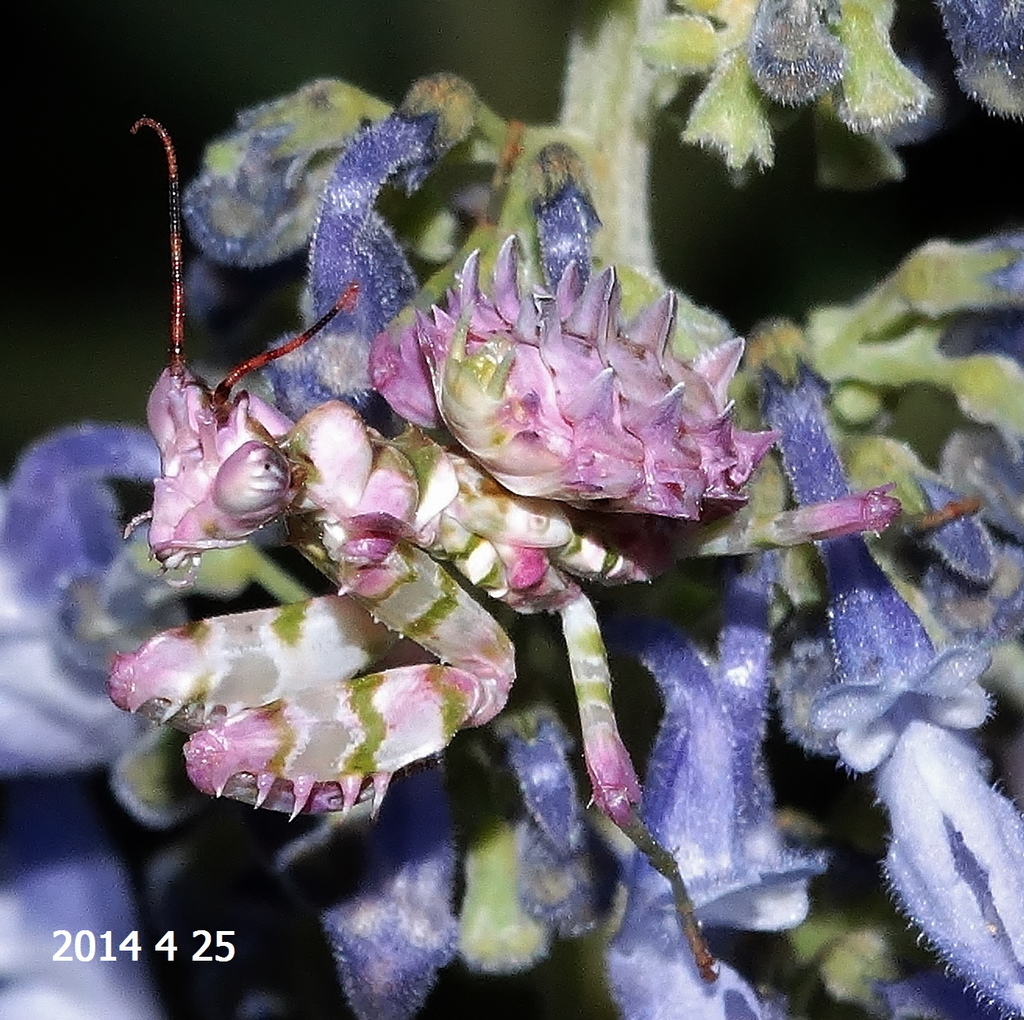 Common Spiny Flower Mantis from 3 Marion Ave, Scottburgh on April 13 ...