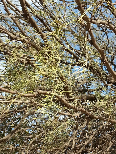 Neltuma nigra · iNaturalist United Kingdom