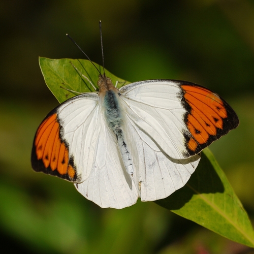 Photo 20870271, (c) Tong-Li Li, some rights reserved (CC BY-NC-ND ...