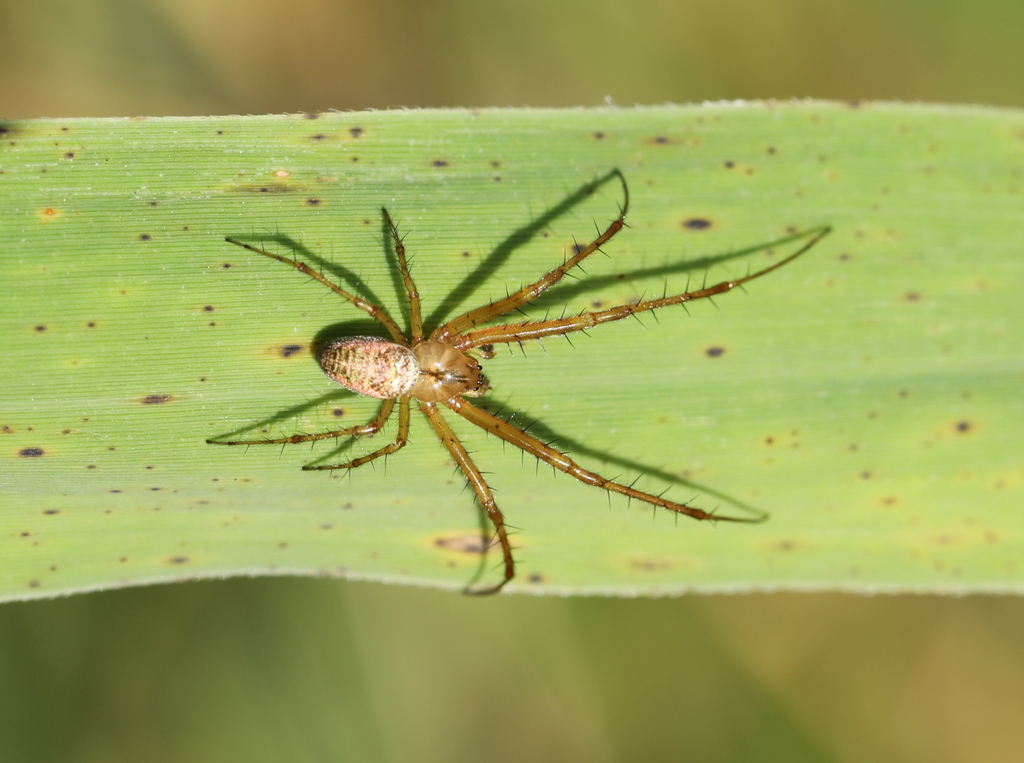 Eurasian Armoured Long-jawed Spider from Gonfreville-l'Orcher, France ...