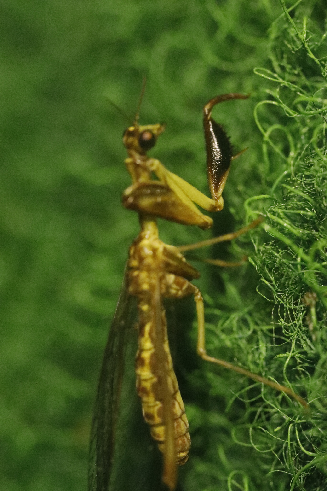 Mantispa styriaca (Poda, 1761)