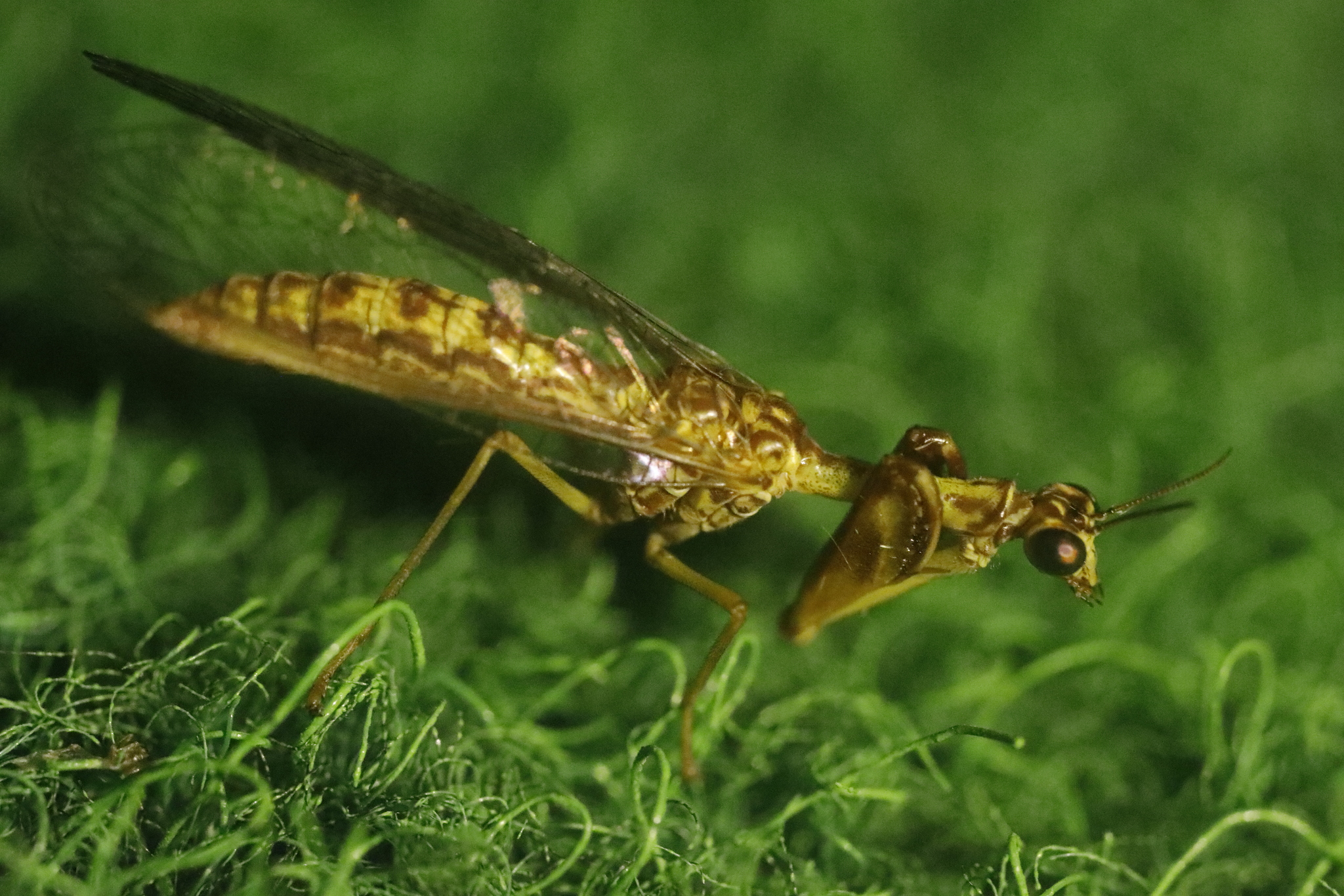 Mantispa styriaca (Poda, 1761)