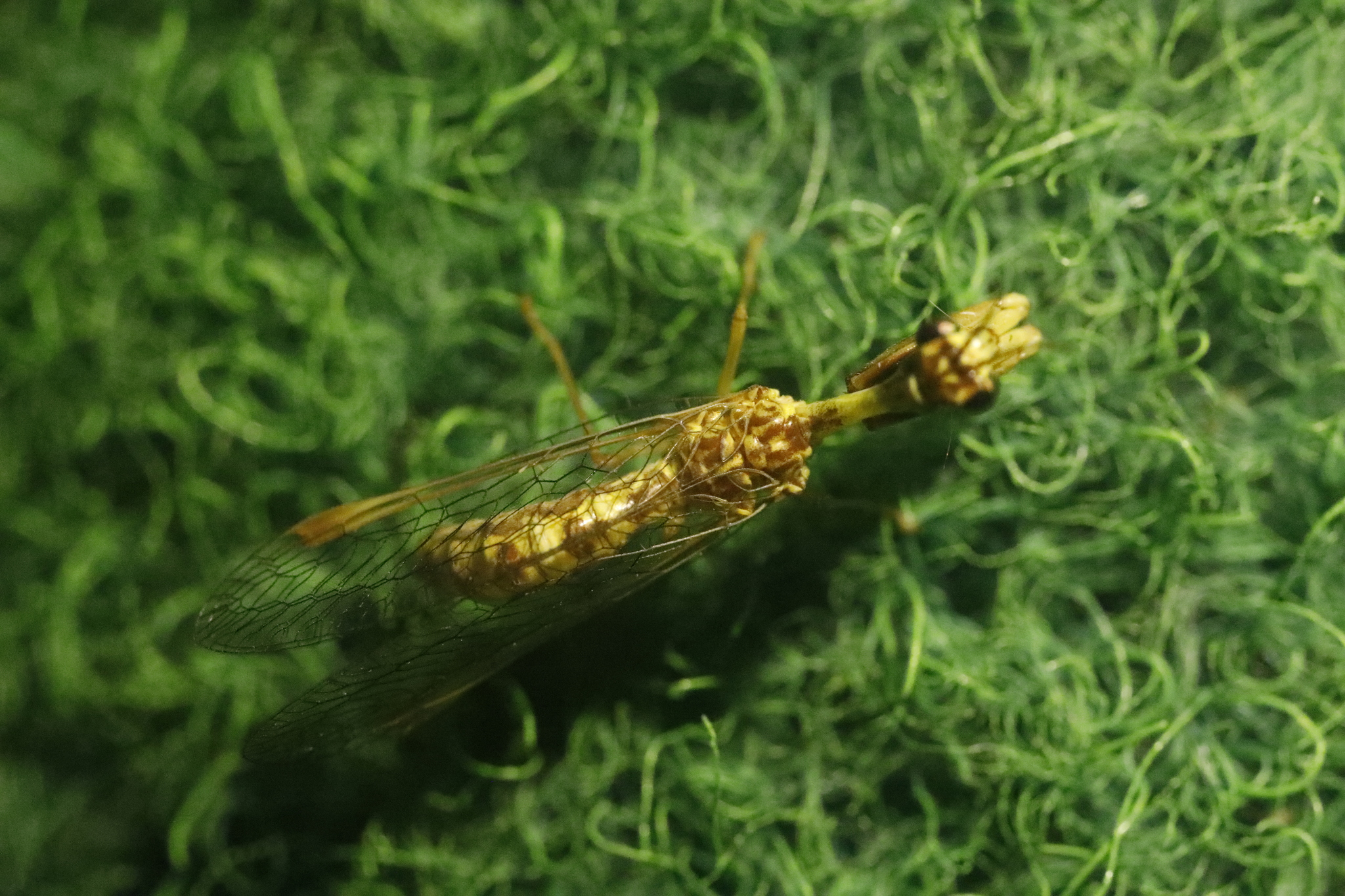 Mantispa styriaca (Poda, 1761)