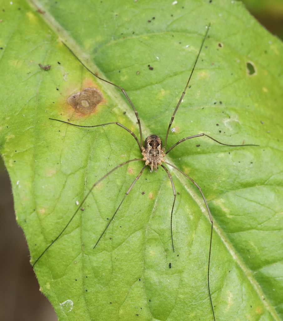 European Harvestman from Gonfreville-l'Orcher, France on September 25 ...