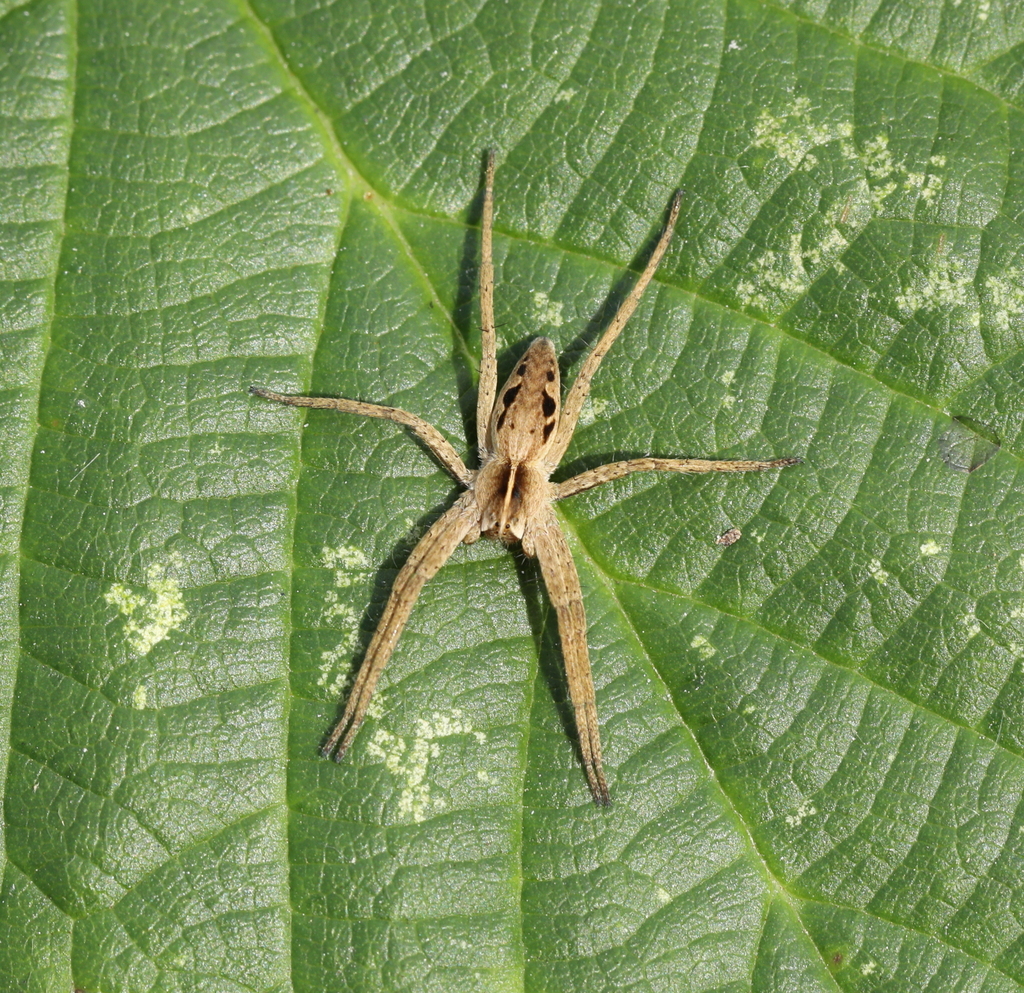 European Nursery Web spider from Gonfreville-l'Orcher, France on ...