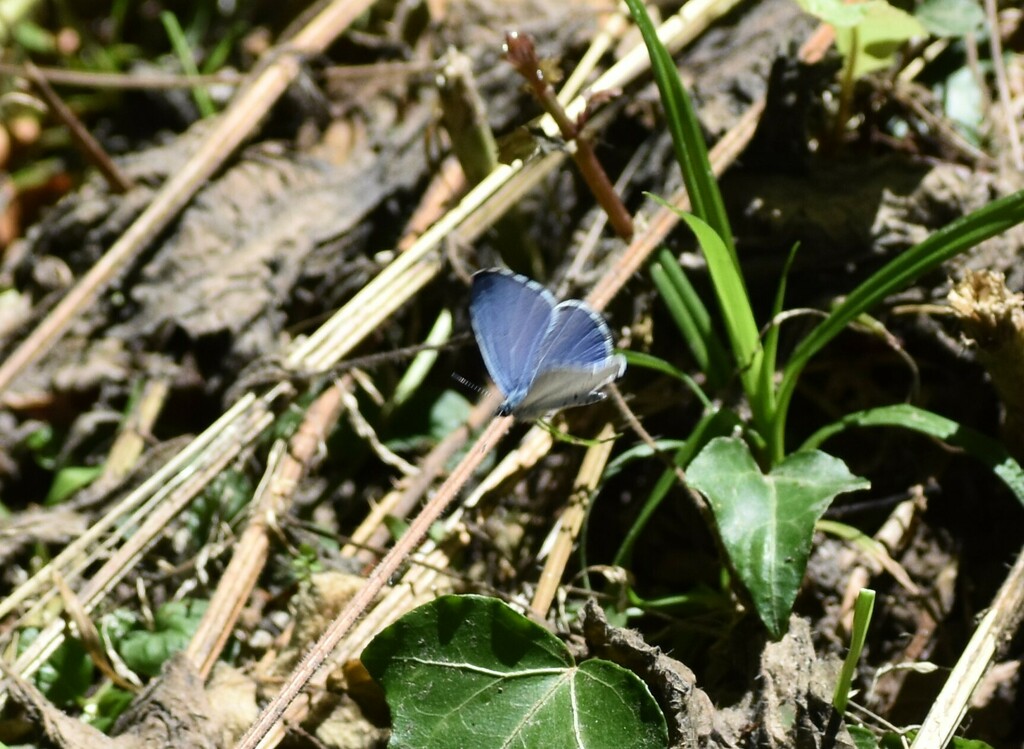 Holarctic Azures from Chalautre-la-Petite, France on June 15, 2022 at ...