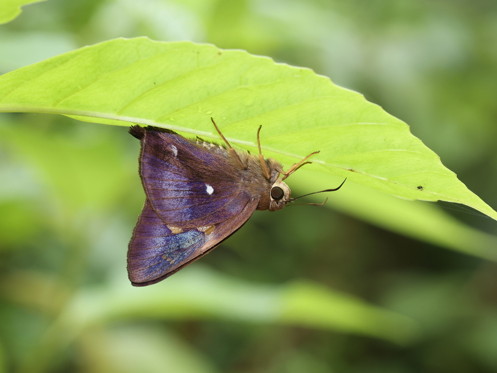 Common Awl from Tin Shui Wai, Hong Kong on June 11, 2022 at 11:51 AM by ...