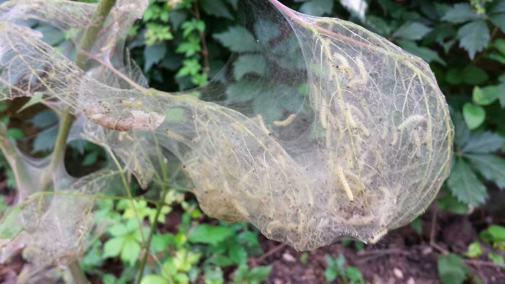 Fall Webworm Moth from Travis County, US-TX, US on June 11, 2015 at 12: ...