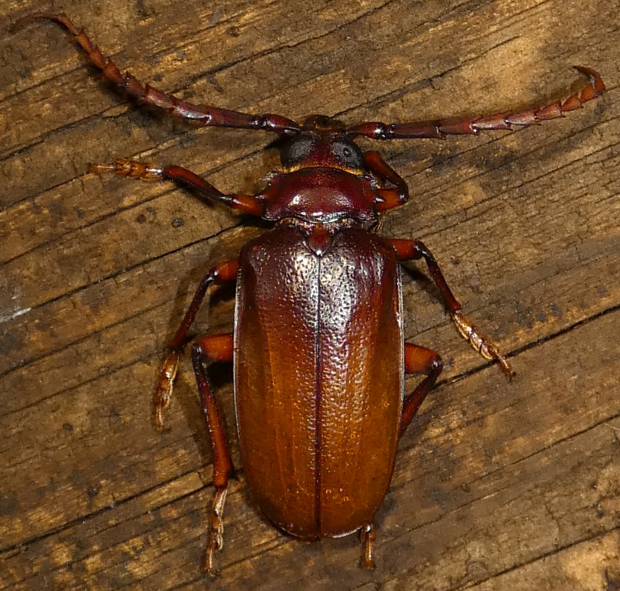 Prionus pocularis Dalman, 1817
