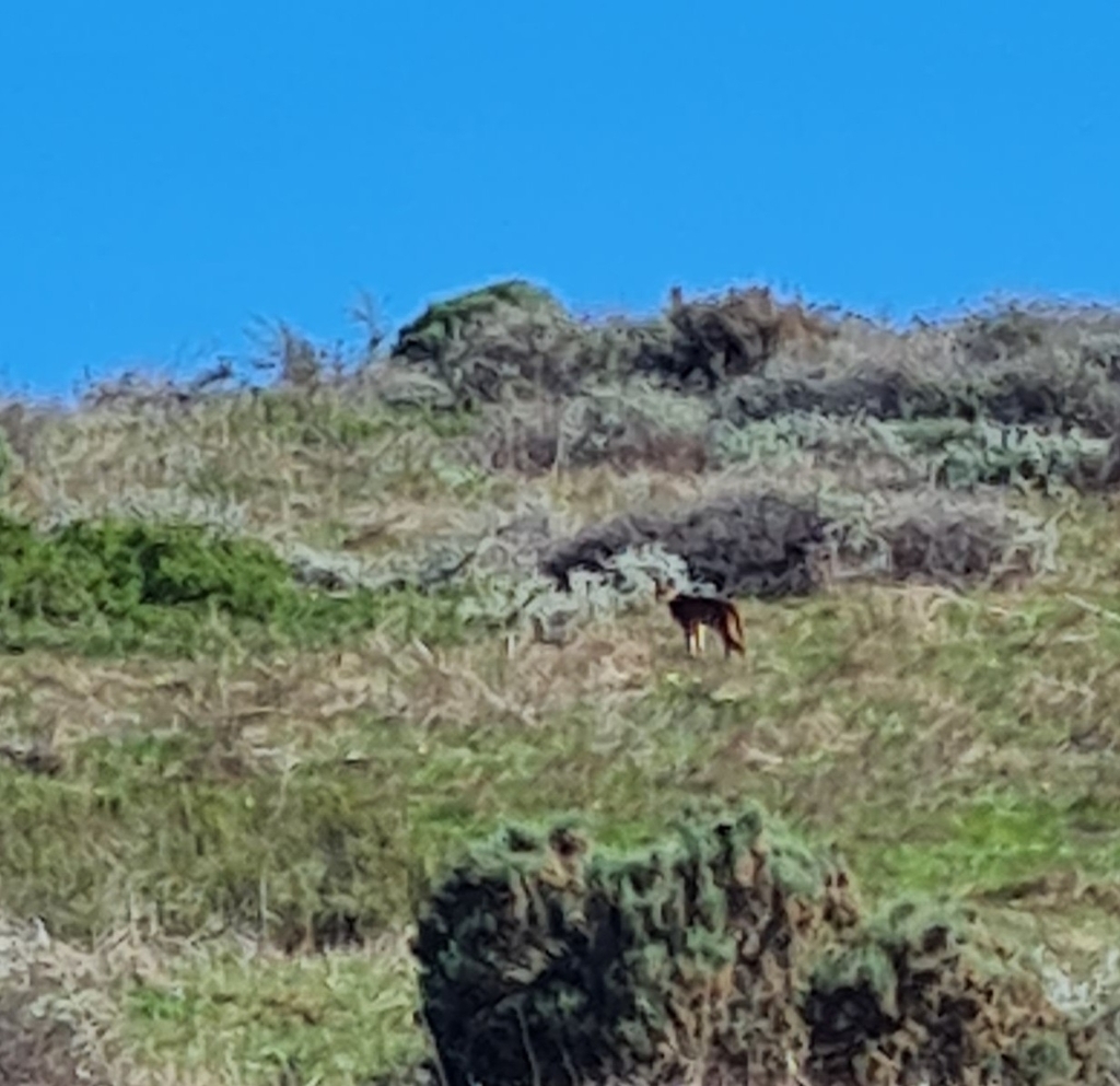 Southern and Eastern African Caracal from Tygerberg Nature Reserve on ...