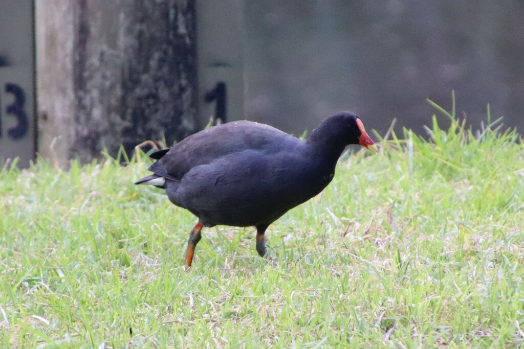 Australian Dusky Moorhen from Dubbo - Pt A, New South Wales, Australia ...