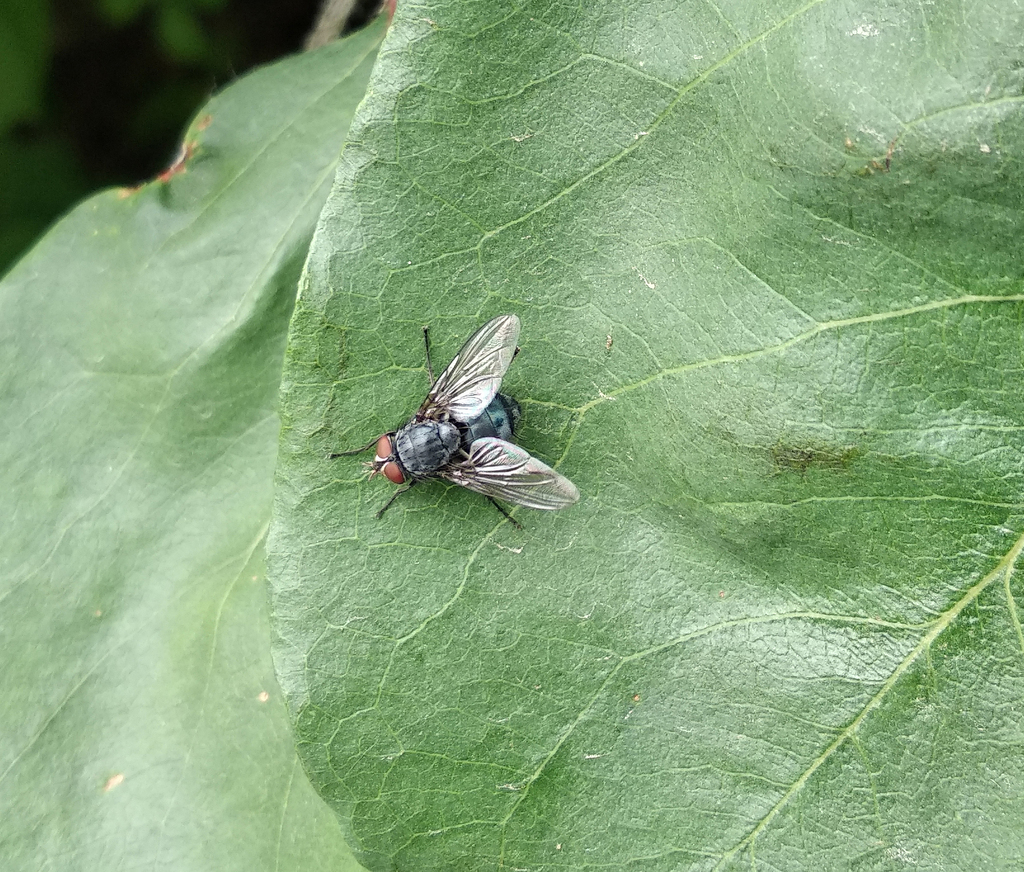 Bluebottle Flies from Kyiv, M.M. Gryshko National Botanical Garden on ...