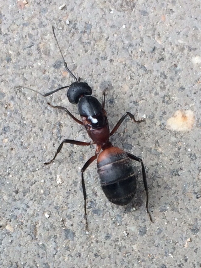 Blood-spotted Sugar Ant from Sardoal, Sardoal, Centro, PT on June 24 ...