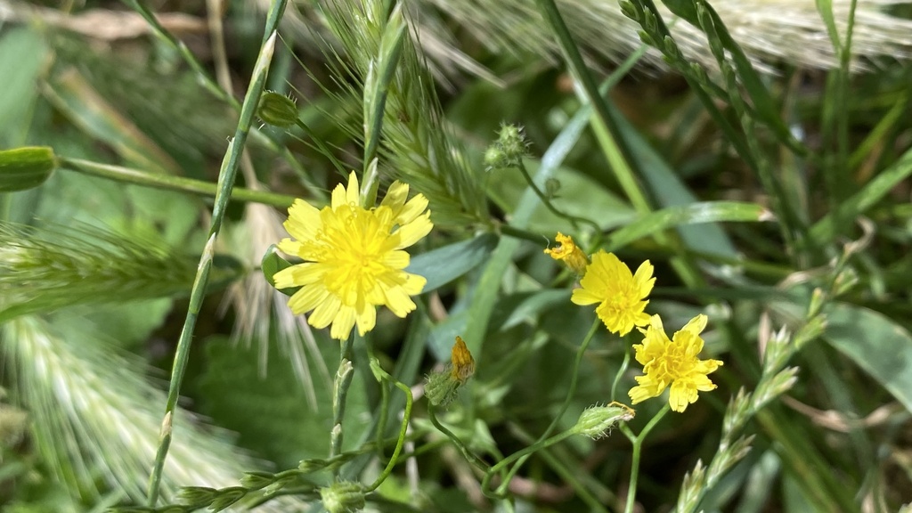 nipplewort from проспект Победы, Симферополь, Крым, RU on June 23, 2022 ...