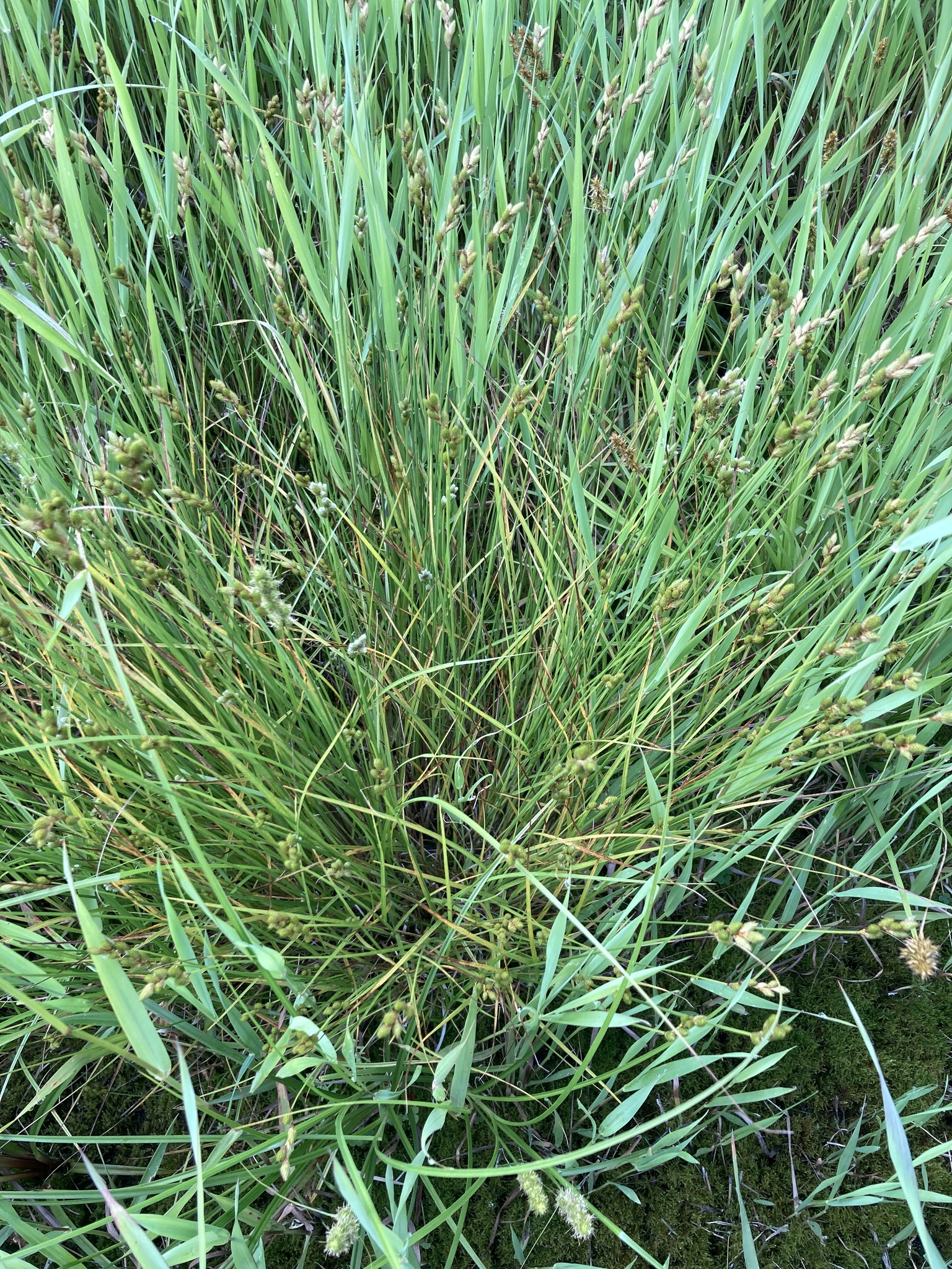 Carex scoparia Schkuhr ex Willd.