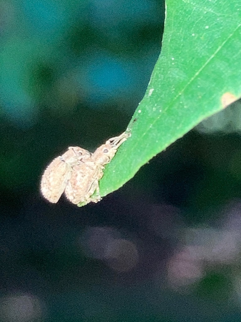 Peach Root Weevil from Prairie Ridge Ecostation on June 24, 2022 by ...