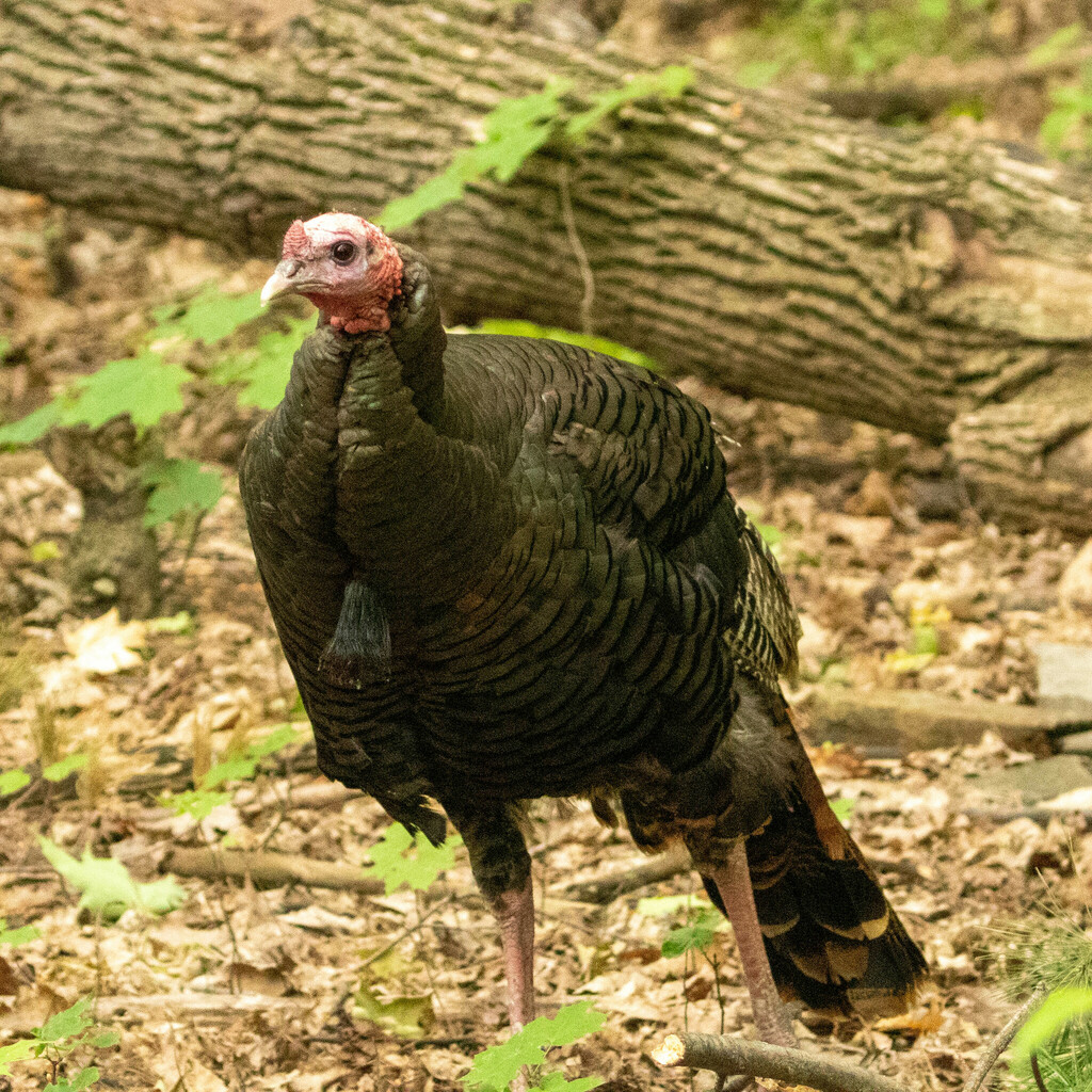 Wild Turkey from Mud Lake, Ottawa, ON K2B, Canada on June 18, 2022 at ...