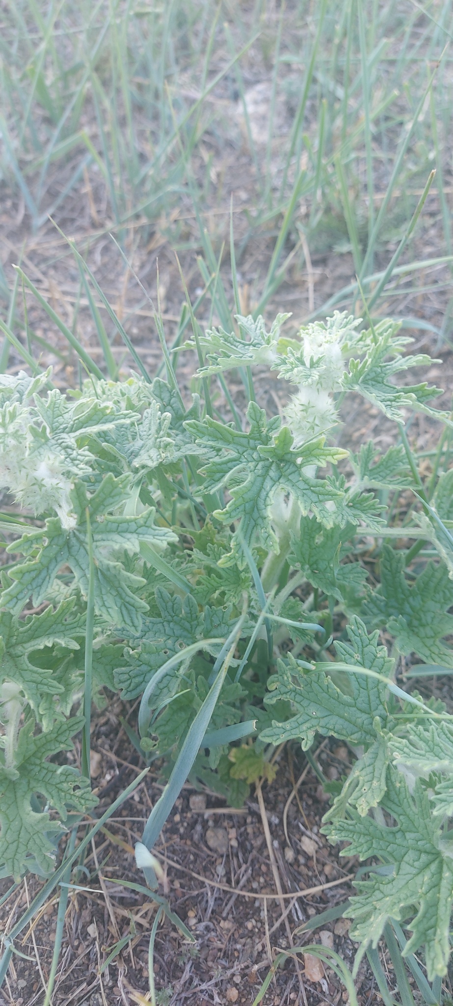 Panzerina lanata (L.) Soják