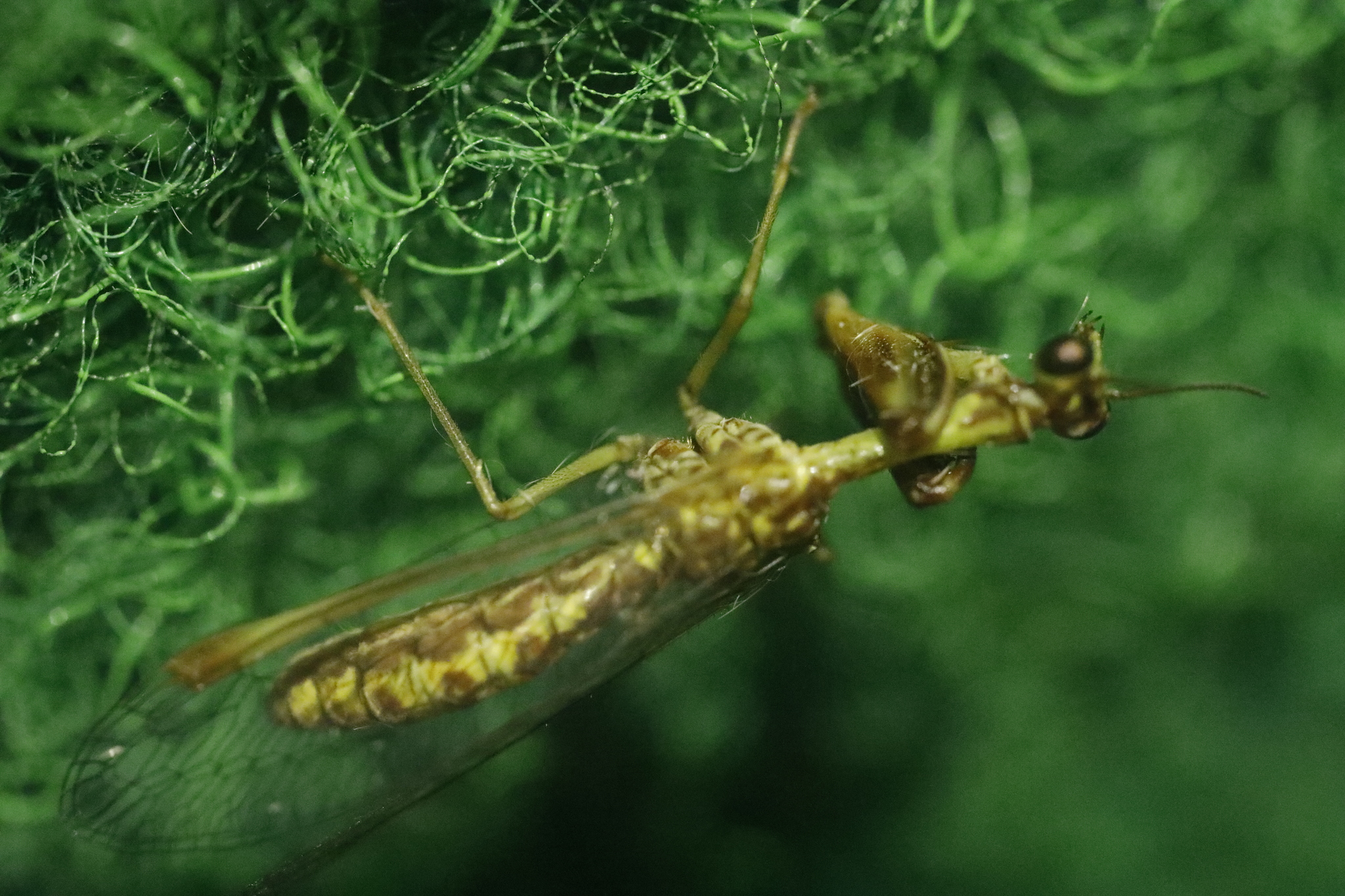 Mantispa styriaca (Poda, 1761)