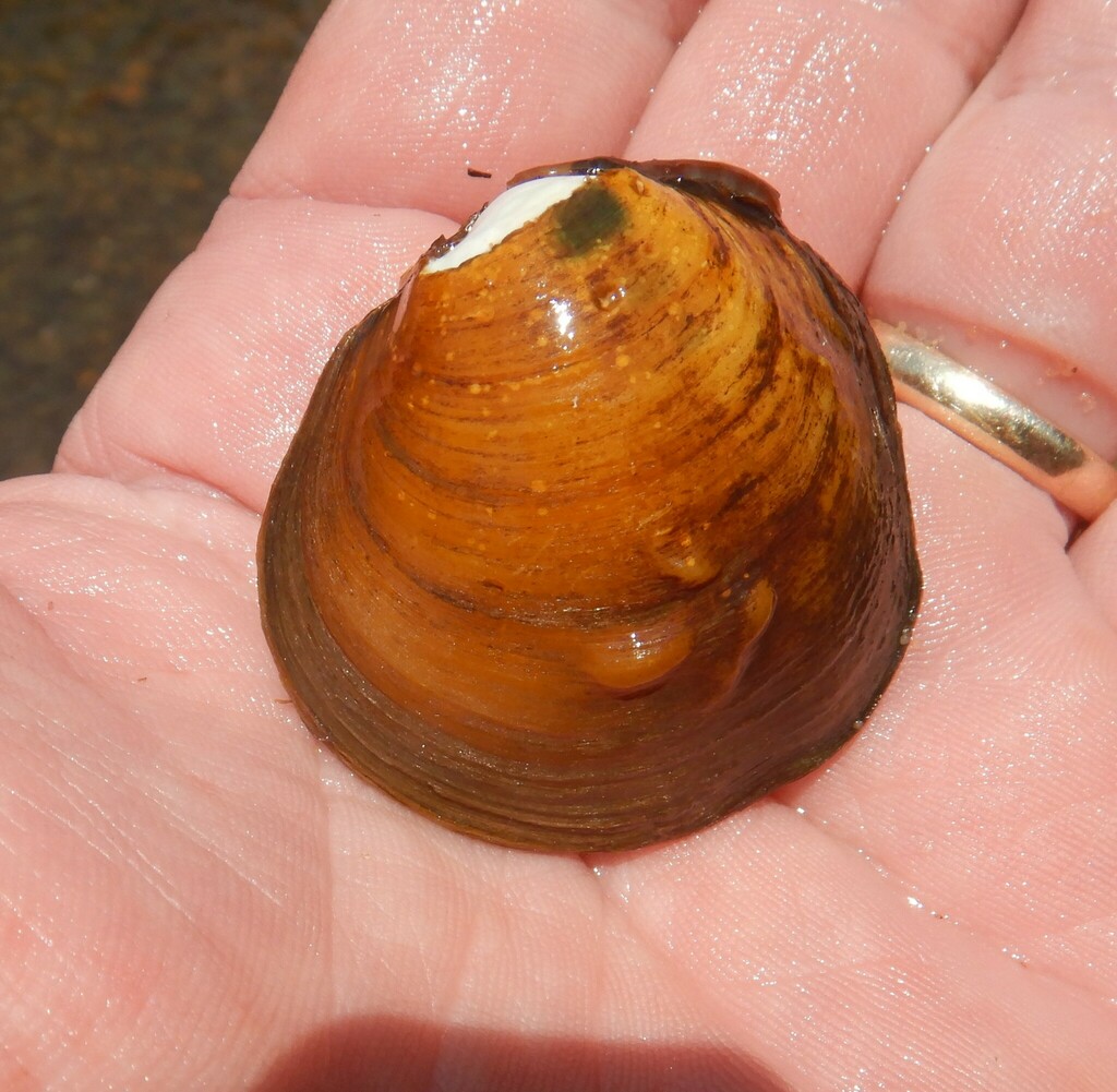 Pimpleback from Bear Creek, mouth of Rock Creek, along Natchez Trace ...