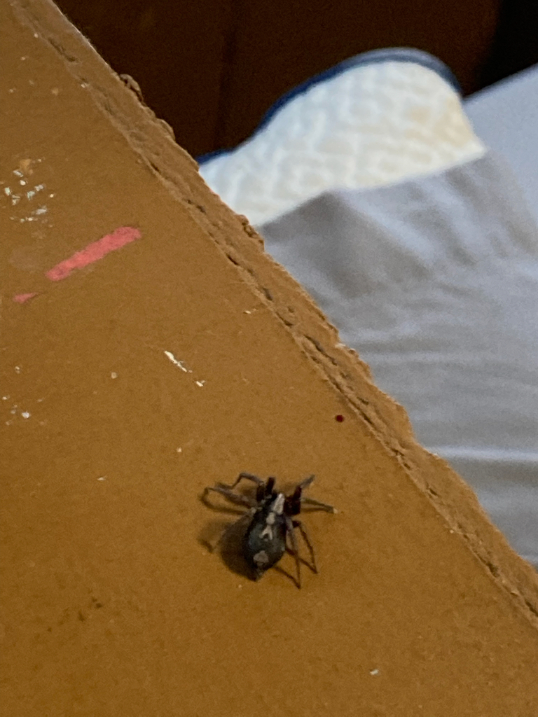 Eastern Parson Spider from Interlochen on June 24, 2022 at 08:21 AM by ...