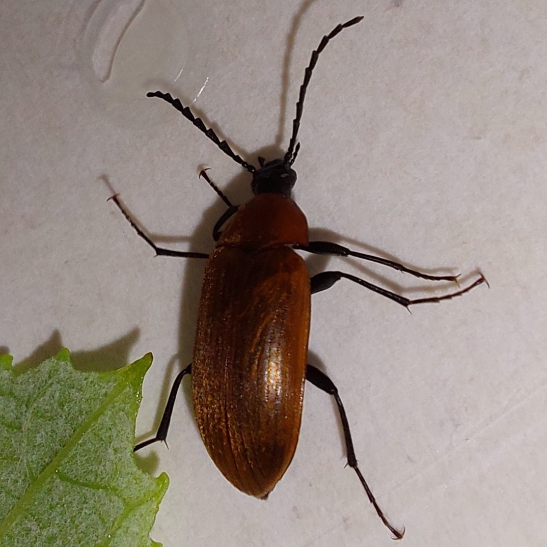 Pseudocistela ceramboides (Linnaeus, 1758)