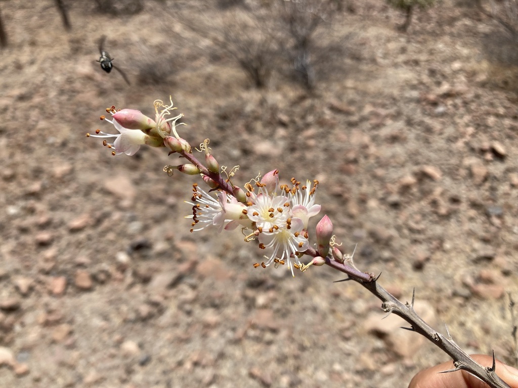 Pichilingue in June 2022 by diego_vera · iNaturalist