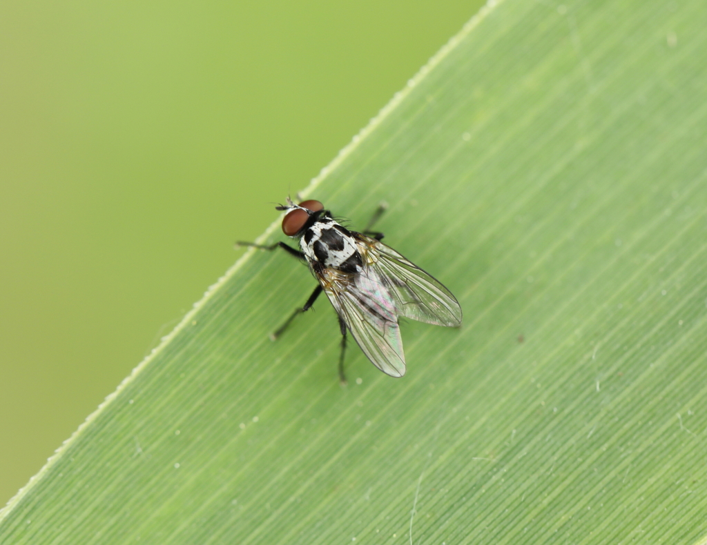Anthomyia procellaris from Gonfreville-l'Orcher, France on April 28 ...