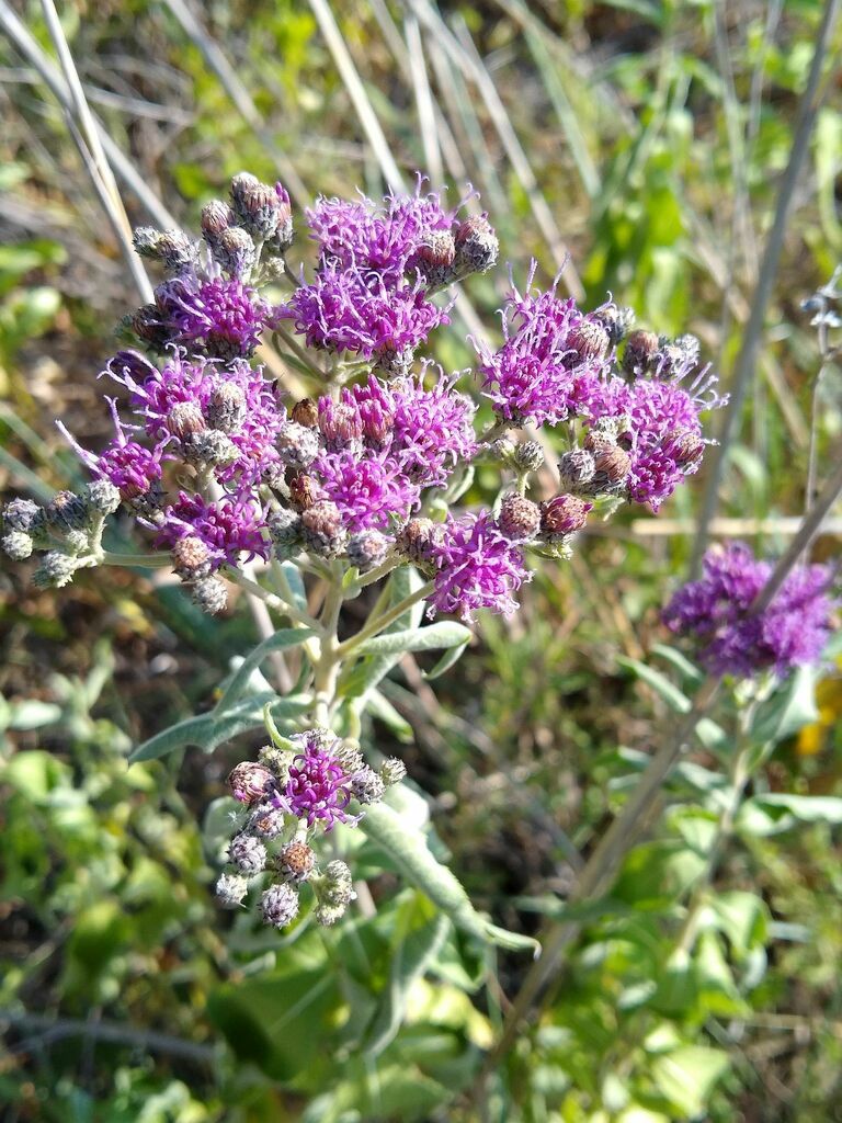 Western Ironweed from Ennis, TX, USA on June 24, 2022 at 08:39 AM by ...