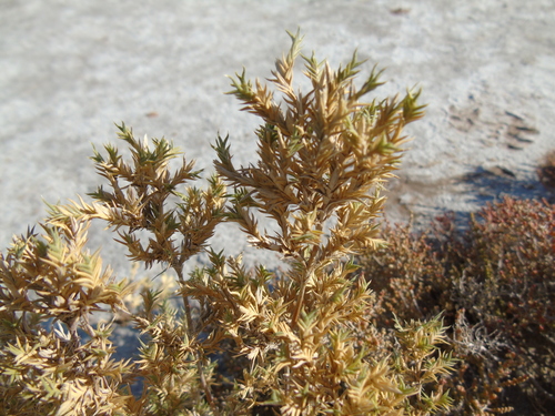 Distichlis acerosa · iNaturalist