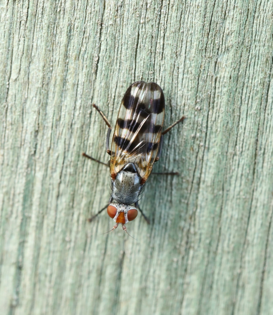 Band-winged Wingwaver from Oudalle, France on September 28, 2021 at 06: ...