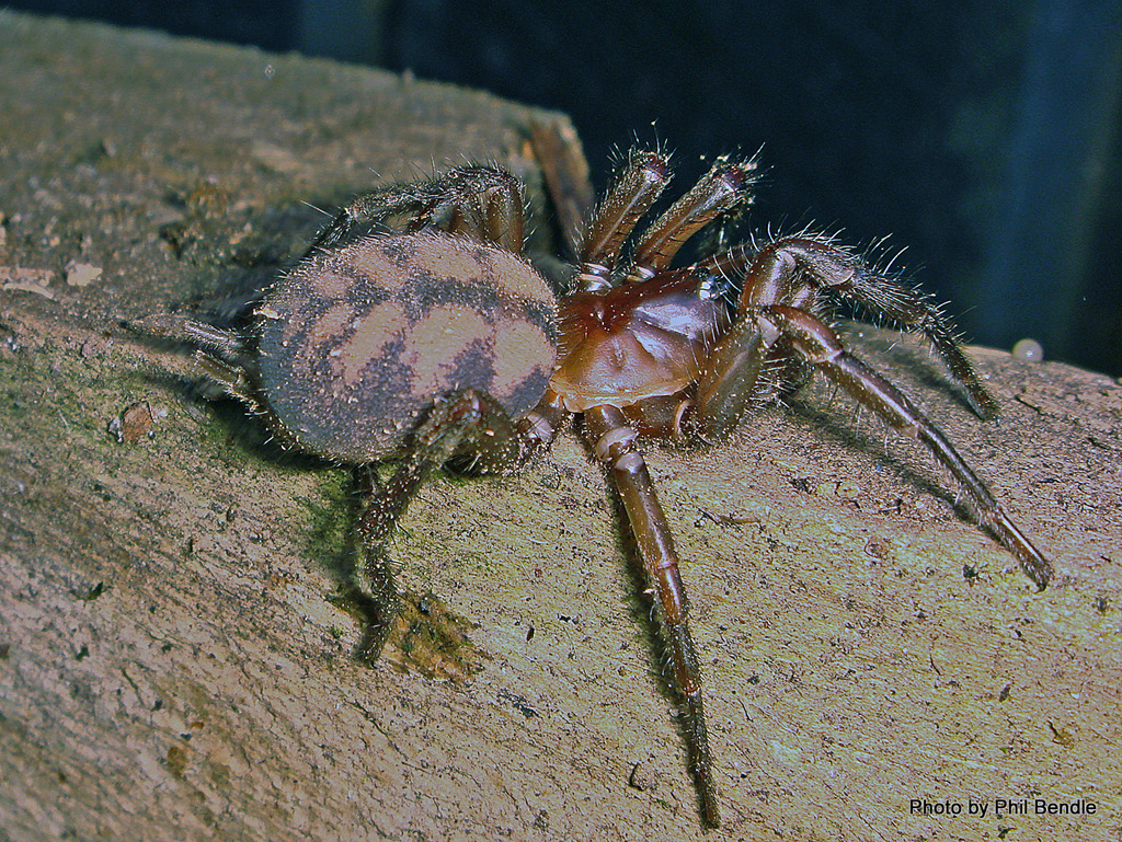 Banded Tunnelweb Spiders from Merrilands, New Plymouth on July 06, 2018 ...