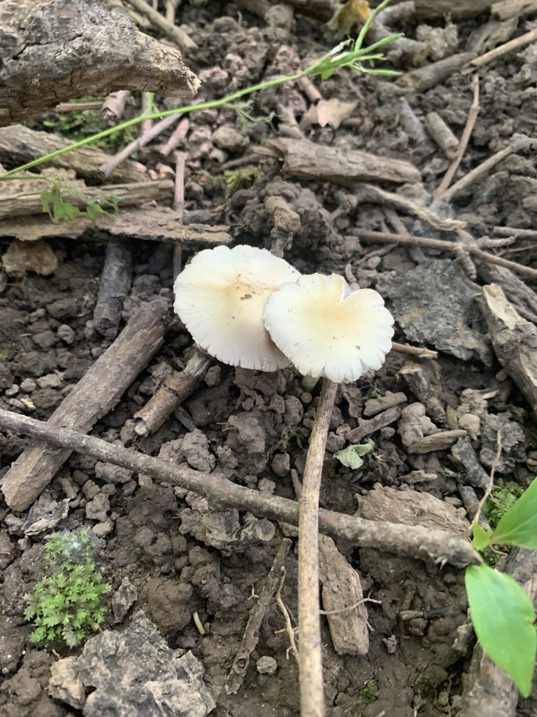 Pale Brittlestem from Calumet County, WI, USA on June 24, 2022 at 09:13 ...