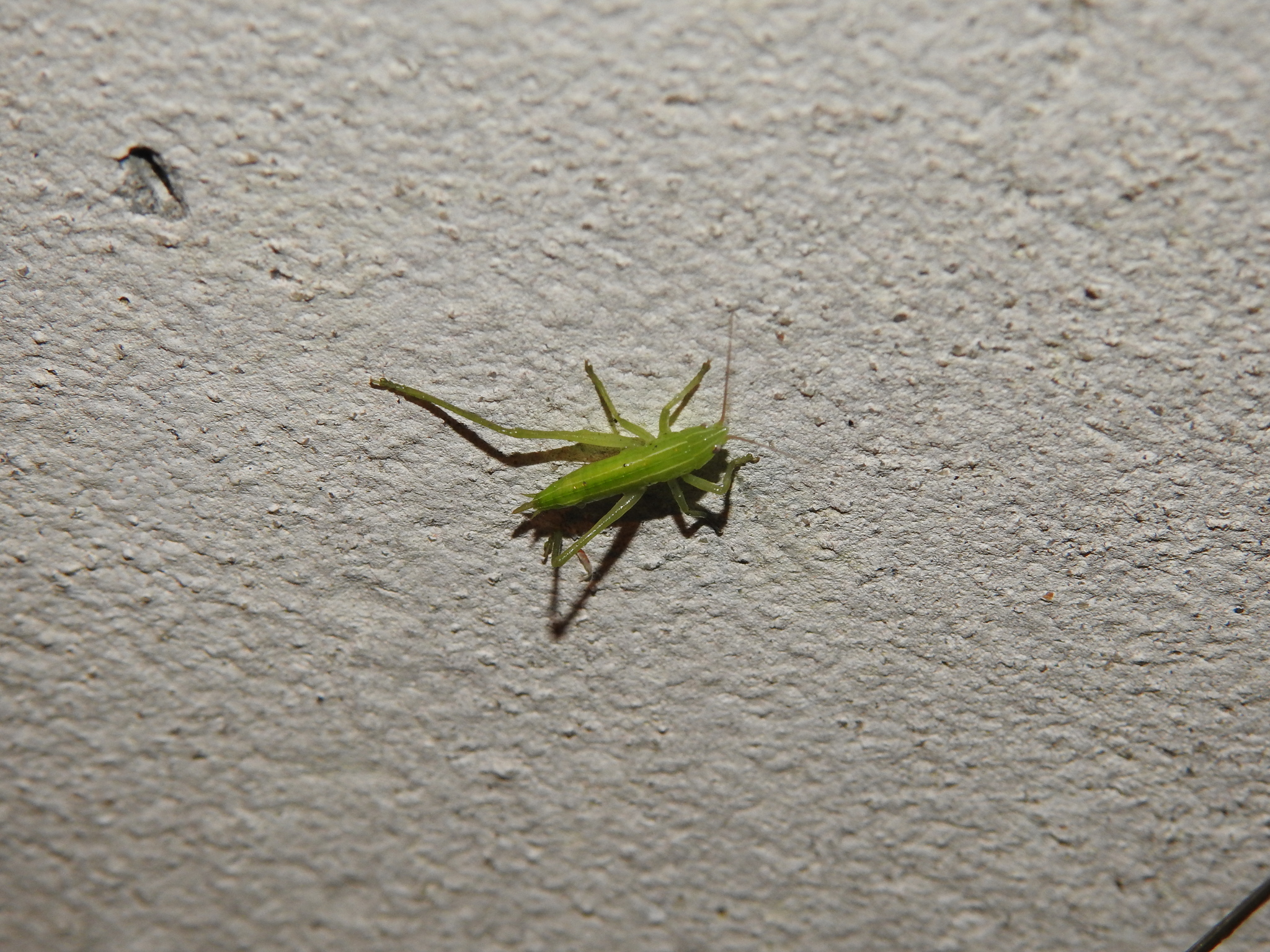 Ruspolia nitidula (Scopoli, 1786)