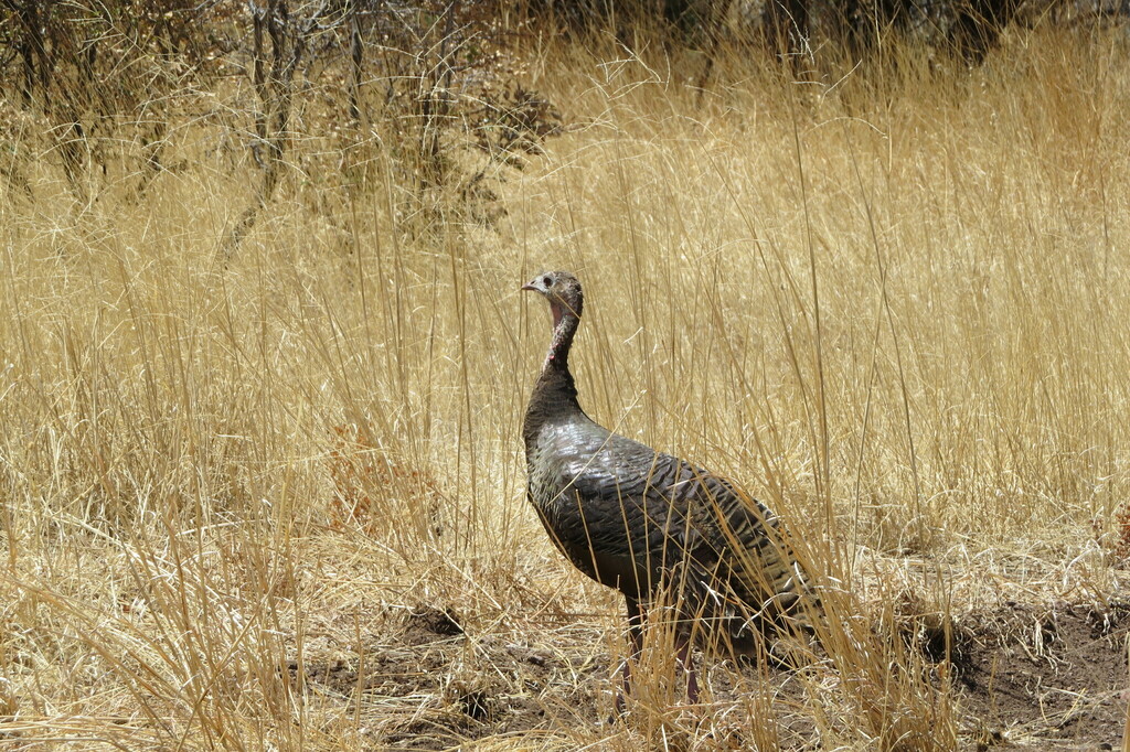 Wild Turkey from Davis Mountains Preserve, Jeff Davis County, Texas ...