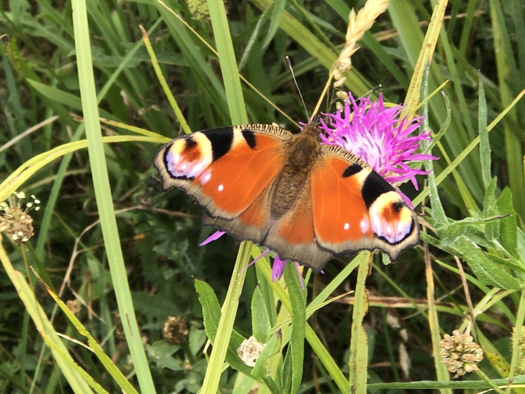 European Peacock Butterfly from Freising, Bayern, DE on June 24, 2022 ...