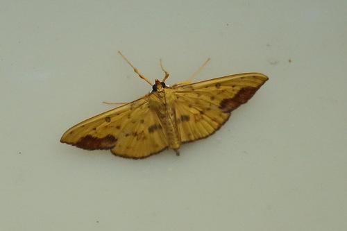Botyodes andrinalis · iNaturalist