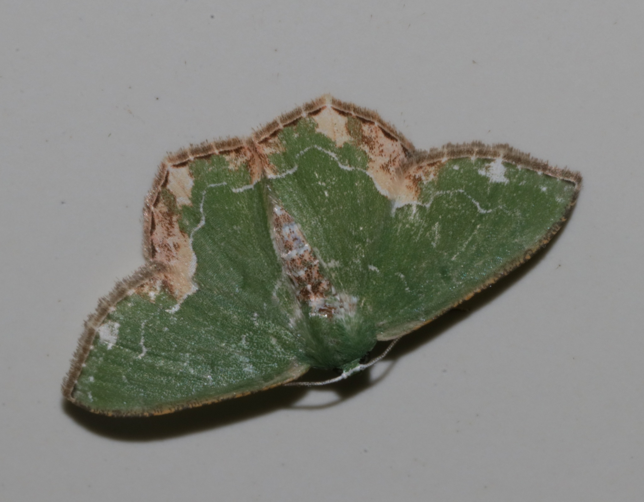 Eucyclodes infracta (Wileman, 1911)