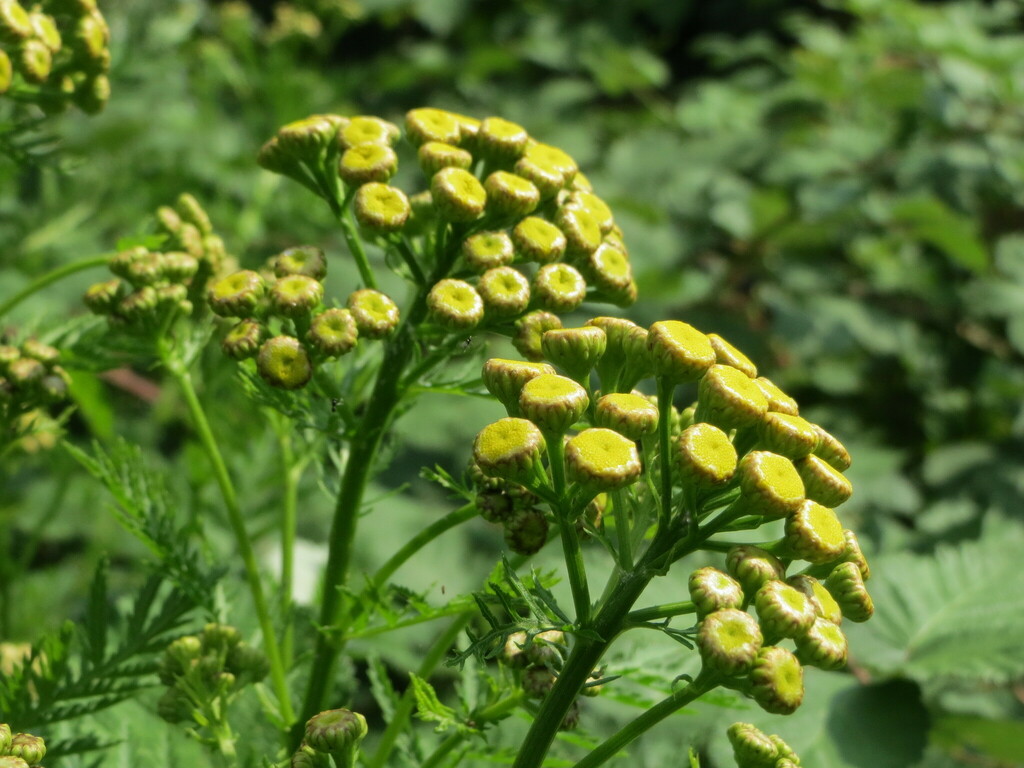 Large Marble (Colorado National Monument Butterfly Guide 🦋) · iNaturalist