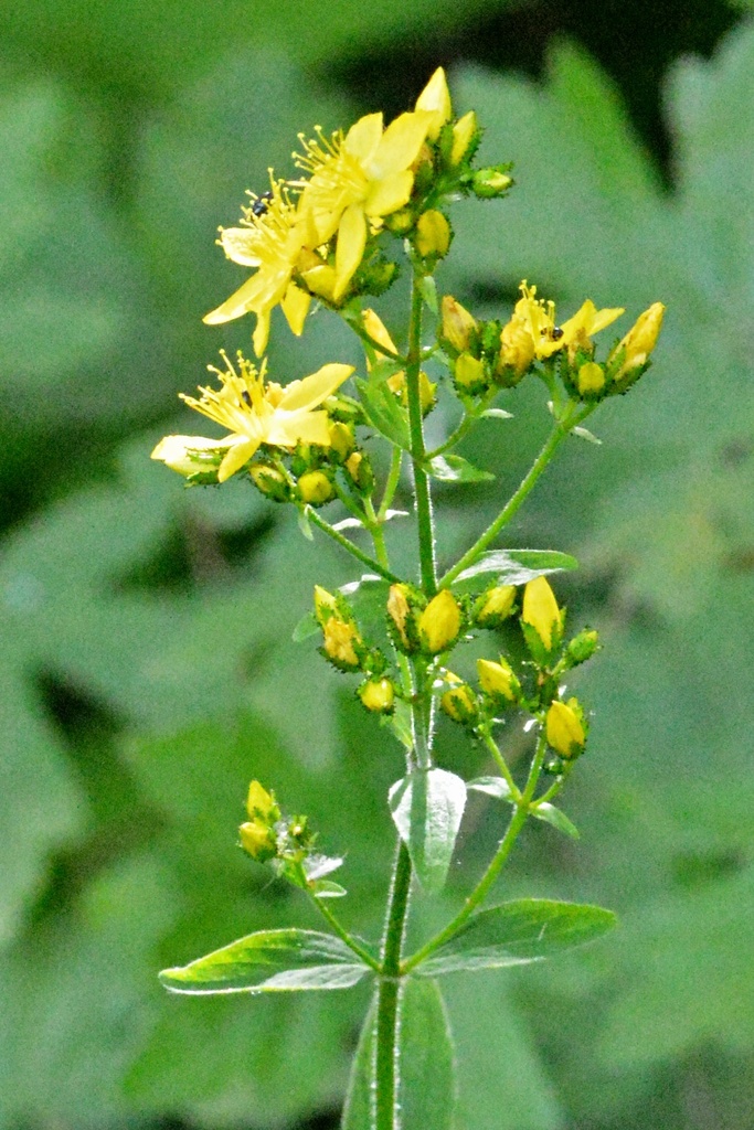 Hairy St John's-wort from 293 01 Mladá Boleslav, Česko on June 21, 2022 ...