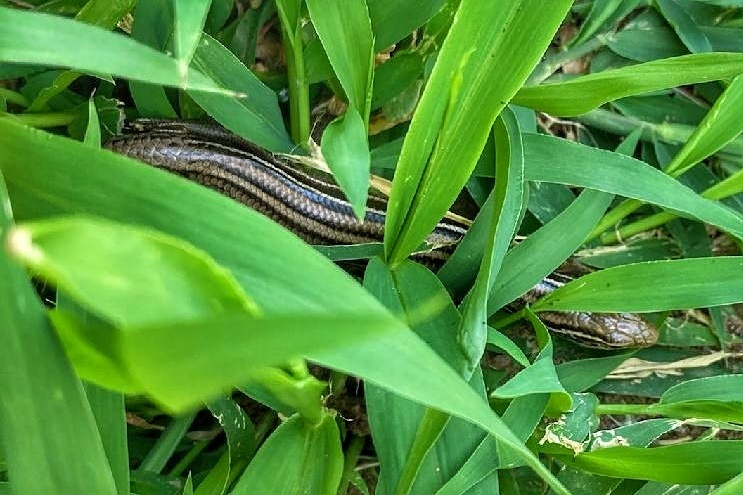 Northern Prairie Skink from North Omaha, Omaha, NE, USA on June 24 ...