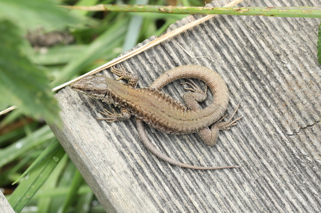 Common Wall Lizard from Oudalle, France on September 14, 2021 at 10:26 ...
