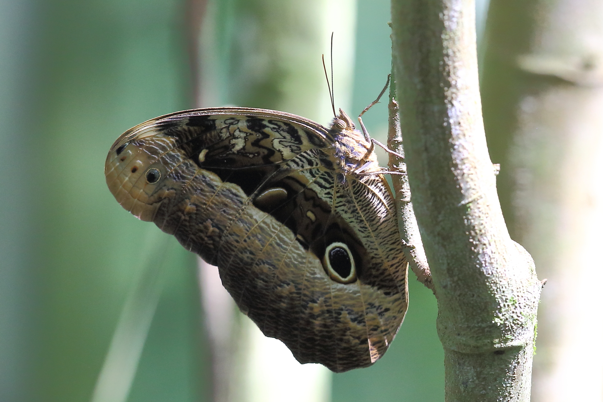 Caligo beltrao (Illiger, 1801)