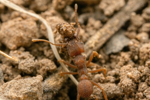 Trachymyrmex pomonae · iNaturalist