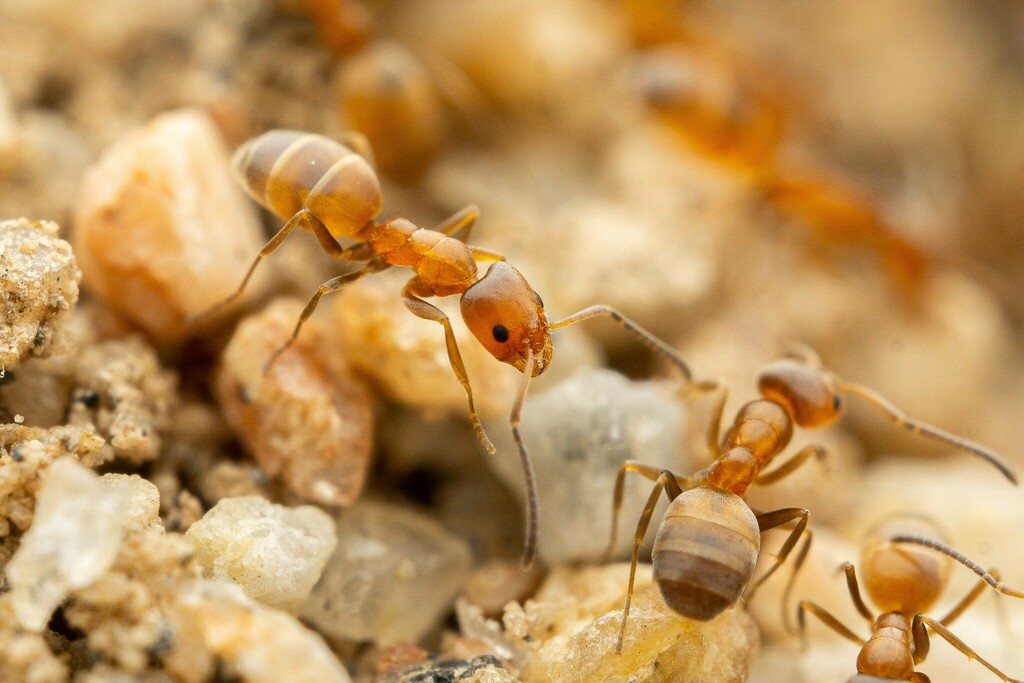 High Noon Ant (Ants of Virginia) · iNaturalist