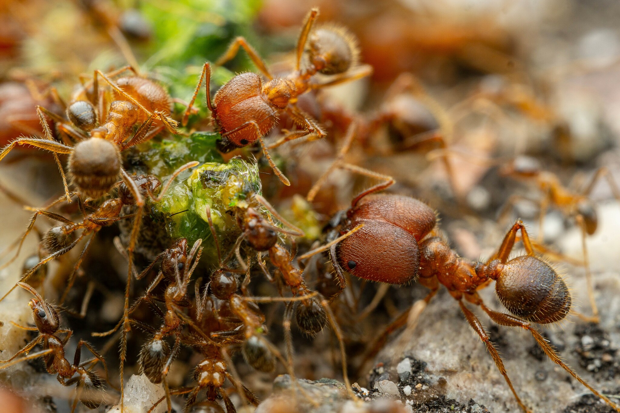 Pheidole obtusospinosa Pergande, 1896