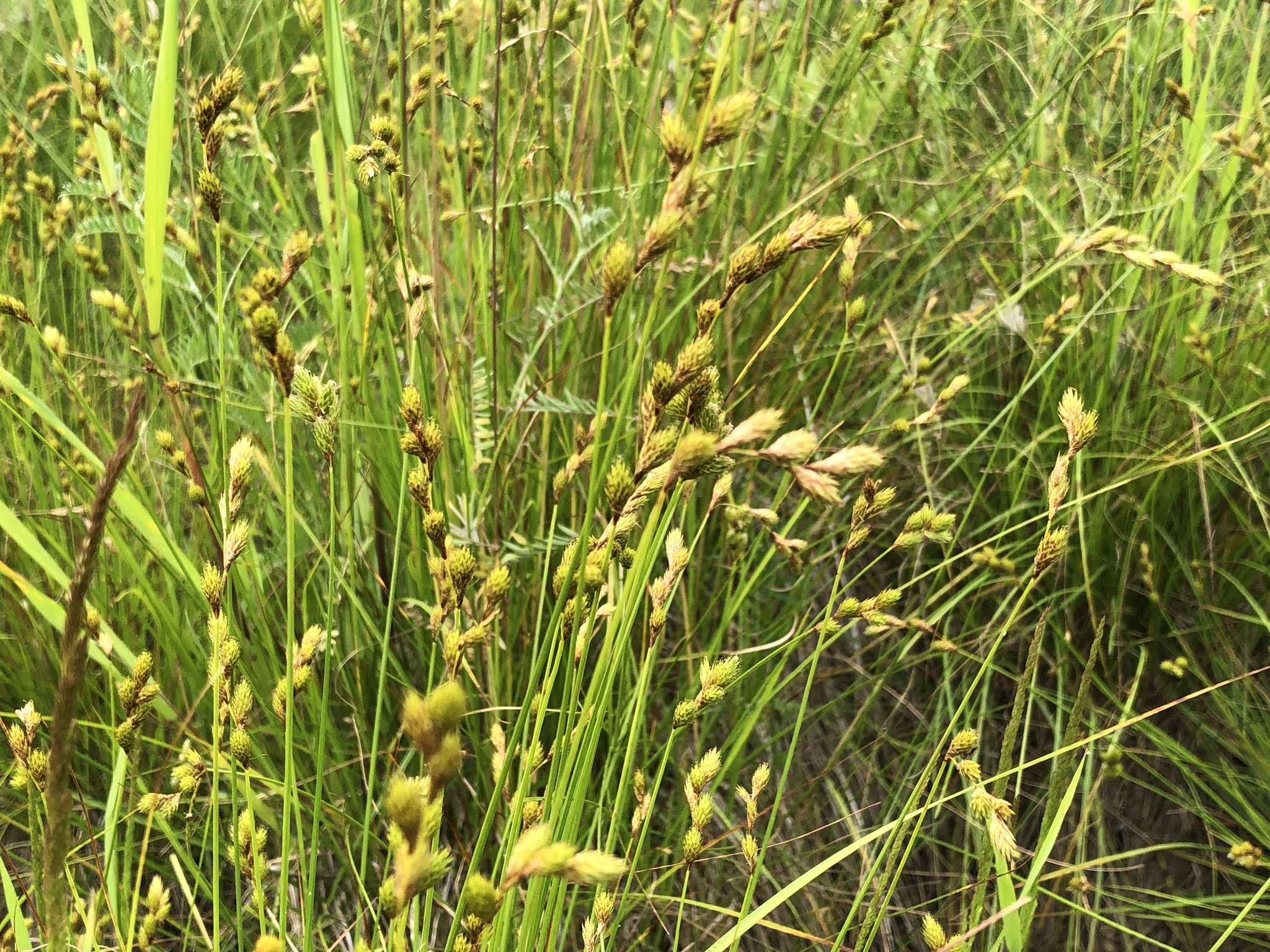 Carex scoparia Schkuhr ex Willd.